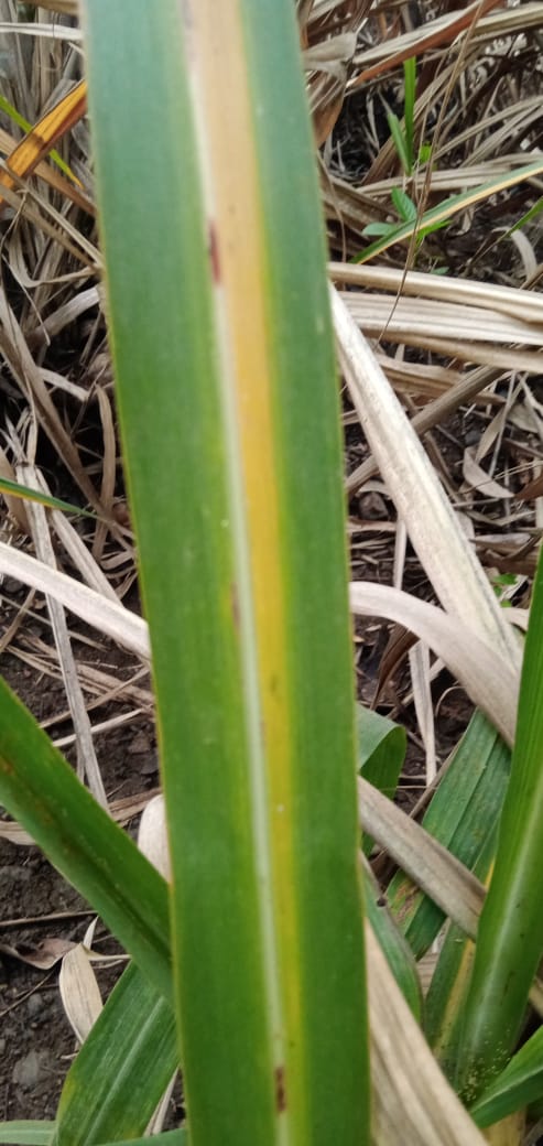 Sugarcane Disease Classification Classification Dataset By Asad