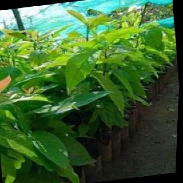 plant SP Object Detection Dataset and Pre-Trained Model by plantalaa