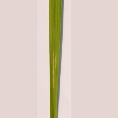 Deteksi Penyakit Padi Object Detection Dataset by Deteksi Penyakit Padi