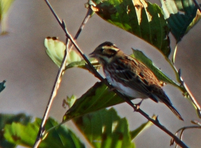 Original Rcnn Yolo Bird Dataset Object Detection Dataset By Bird Detection