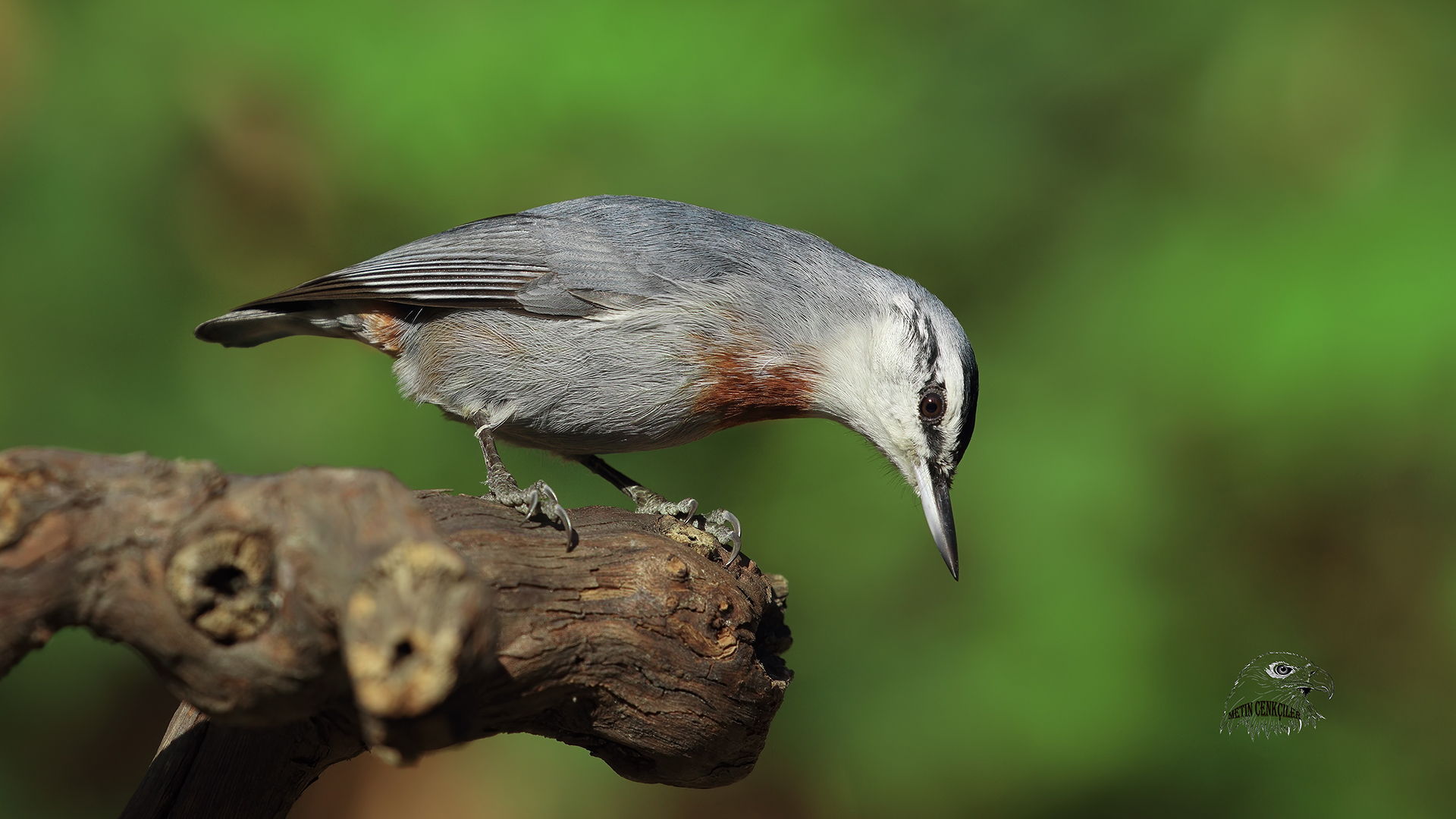 Original Bird Dataset Iou Free Object Detection Dataset By Bird Detection