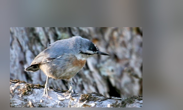 Proposed Bird Dataset Iou Free Object Detection Dataset By Bird Detection