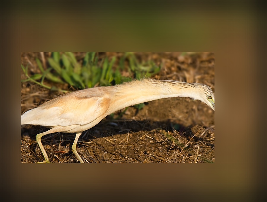 Proposed Bird Dataset Object Detection Dataset By Bird Detection