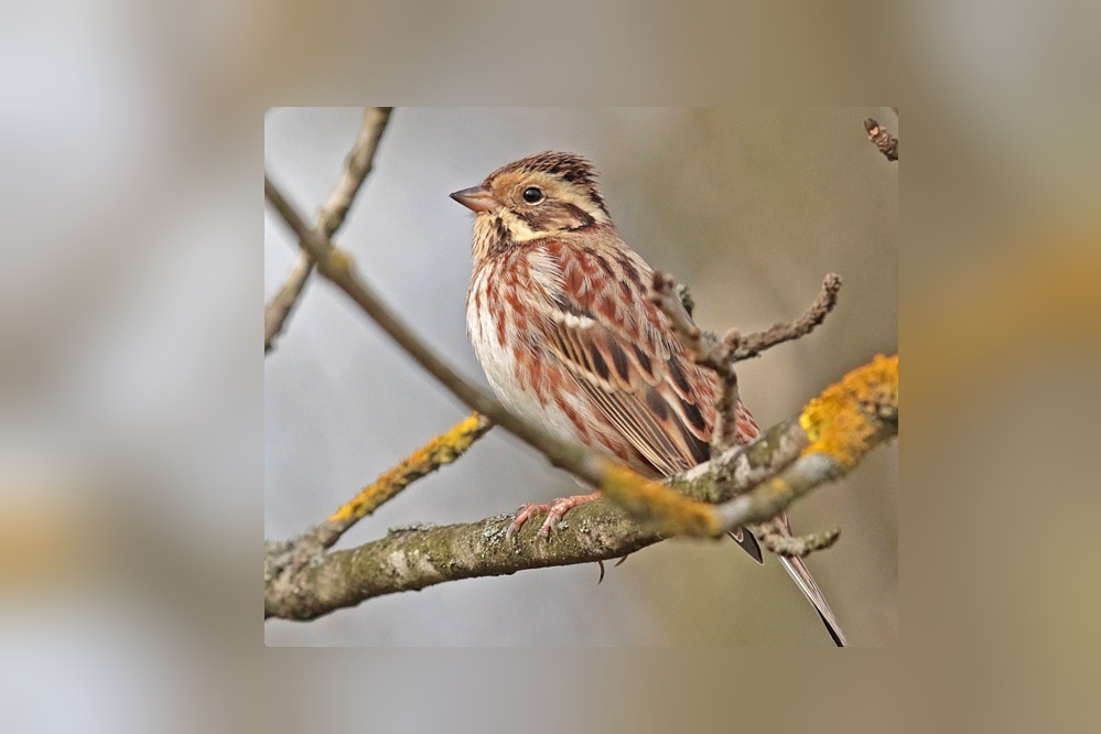 Proposed Rcnn Yolo Bird Dataset Object Detection Dataset By Bird Detection