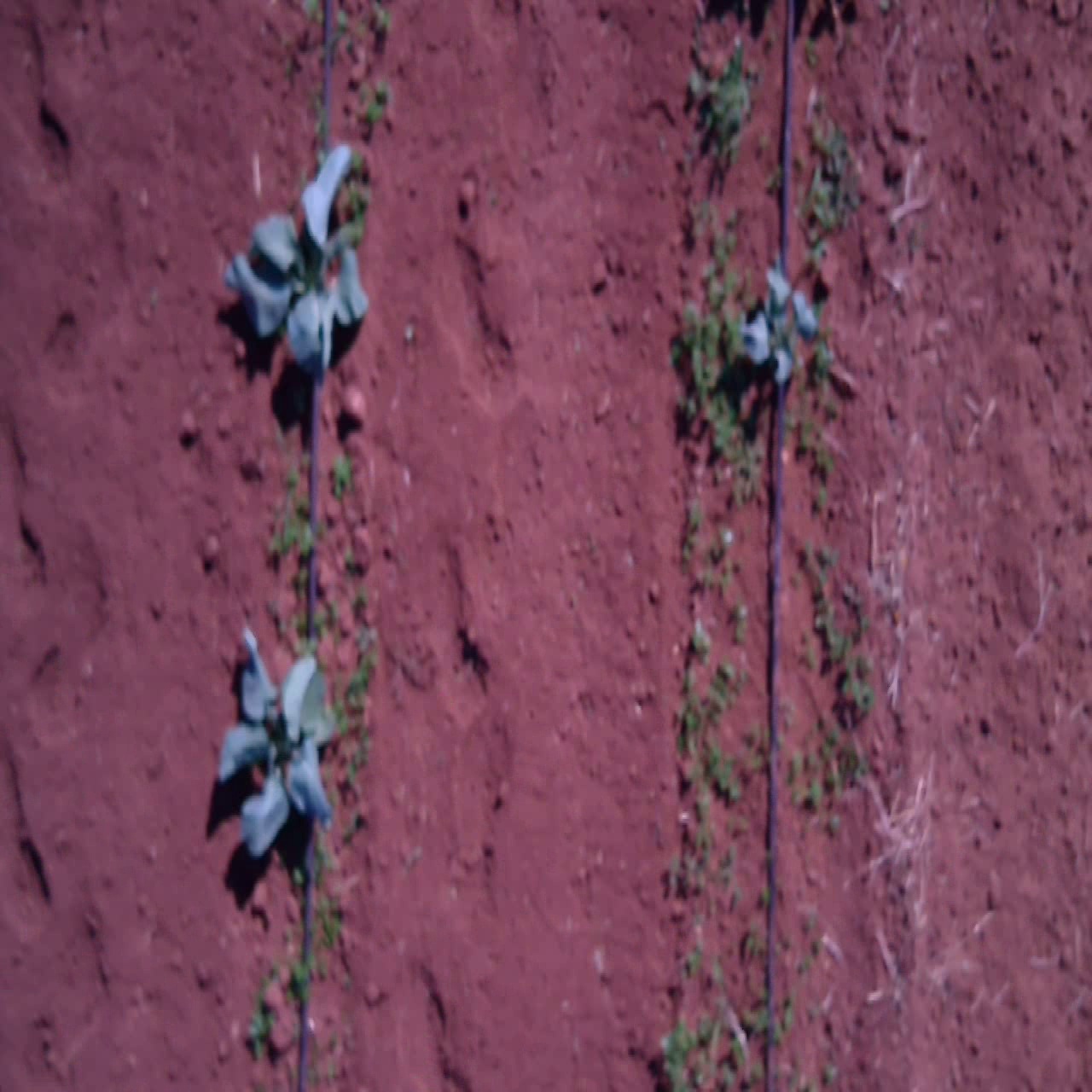 salad_weeds_2023 Object Detection Dataset by Giorgia