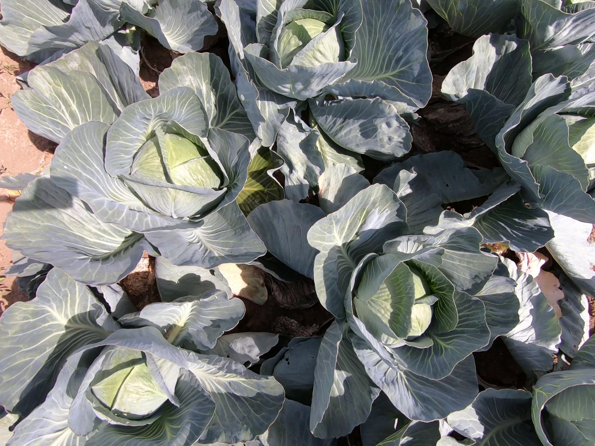 Cabbage Object Detection Dataset by Hartawan