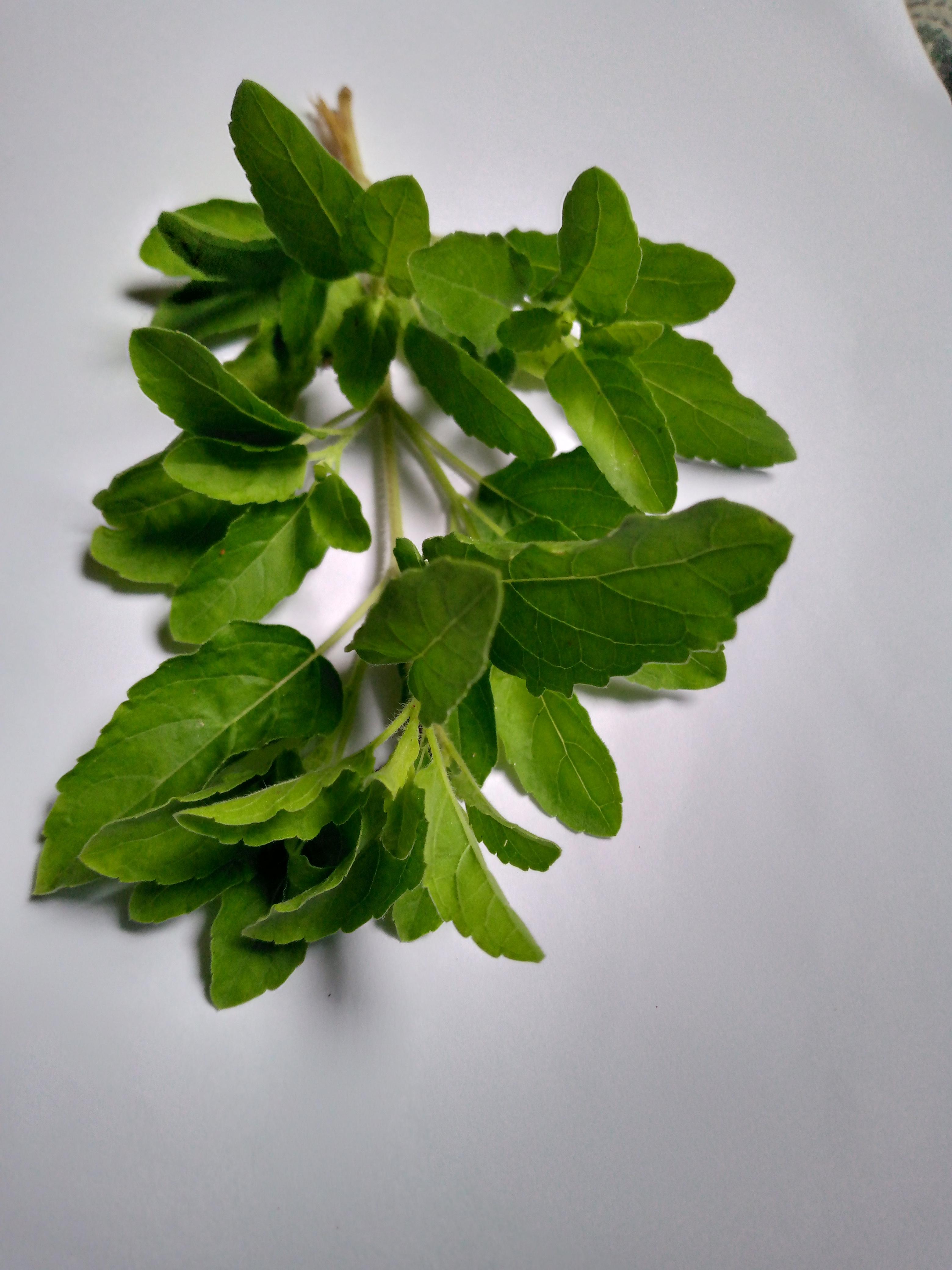 Medicinal Leaves Classification Object Detection Model V2 2023 06 21 1 25am By Miniproject 6