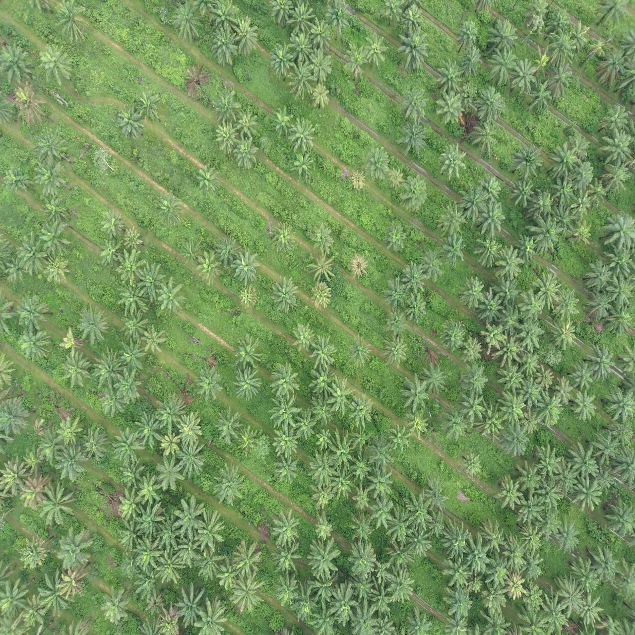 Palmssegmentation Instance Segmentation Dataset And Pre Trained Model By Cenipalmaimages