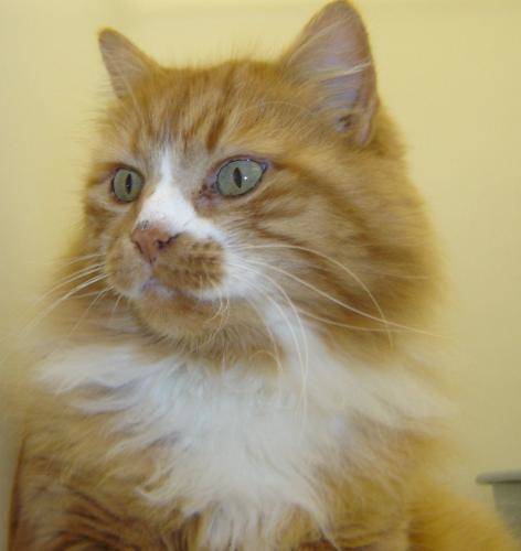 Cats Detection Object Detection Dataset And Pre Trained Model By
