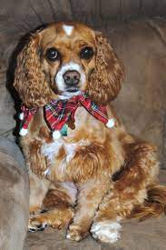 dogs Object Detection Dataset by project-xyvnl