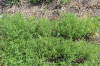 Weed detection (weed-detection-wcye4) - Roboflow Universe