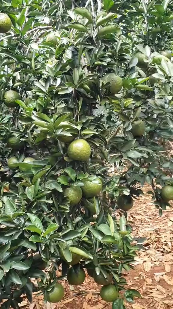 Test Object Detection Dataset By Hcmut