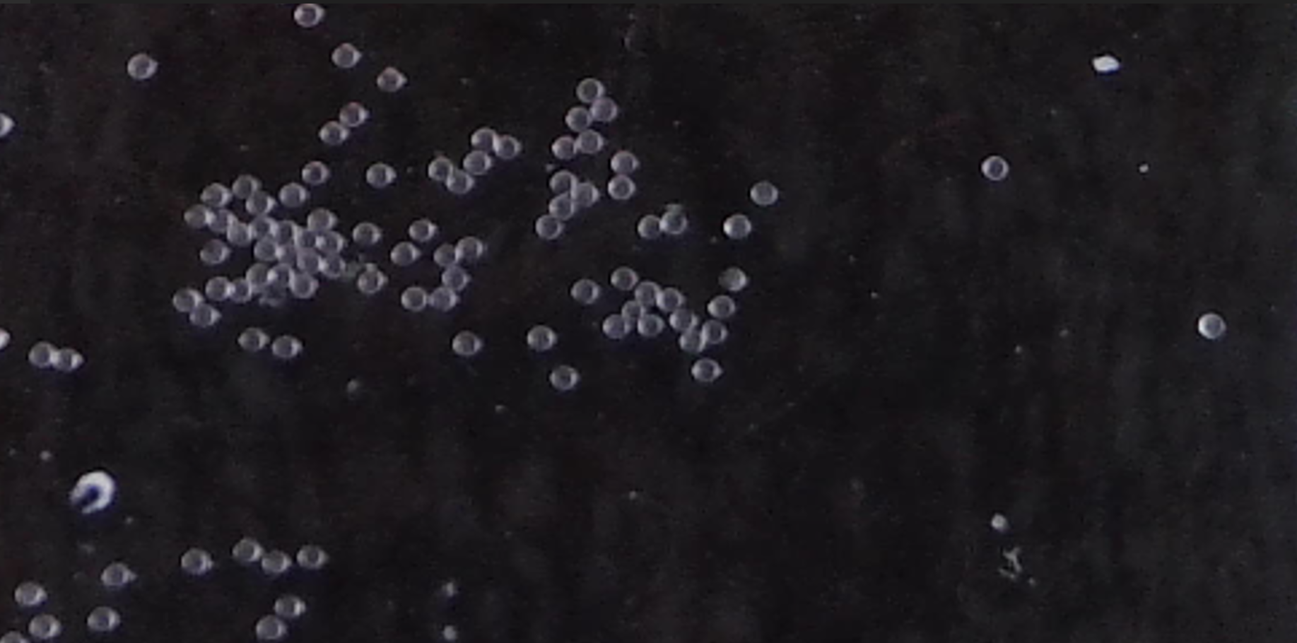 Emryo Detection Object Detection Dataset And Pre Trained Model By Murtaza Aslam