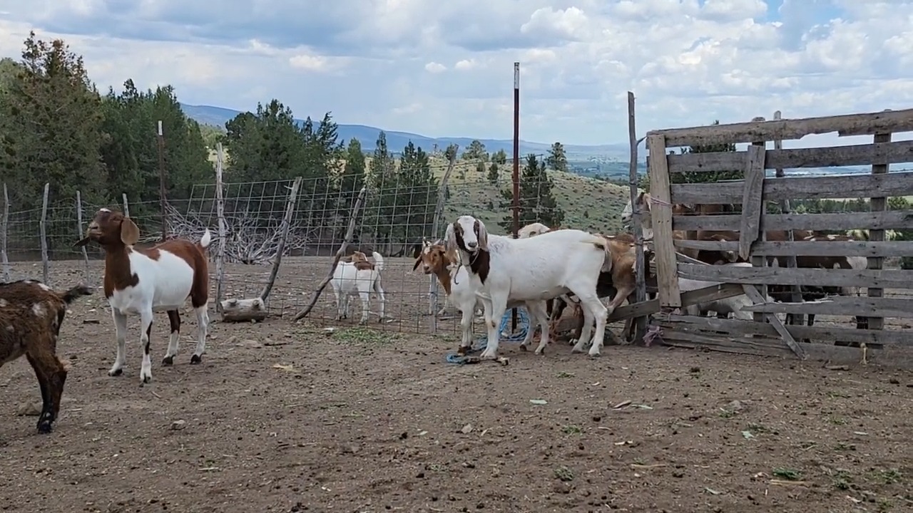 animal detection Object Detection Model by Greenko