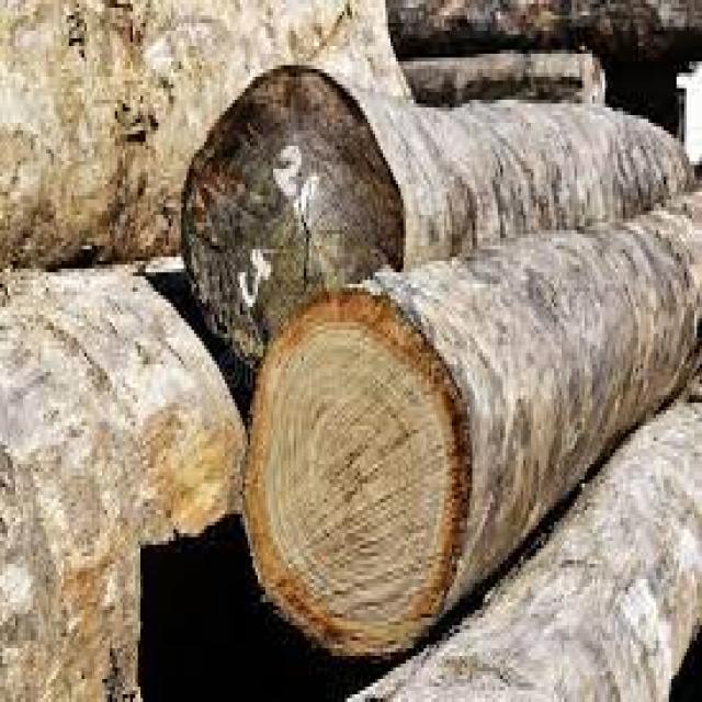 Wood Classification Object Detection Dataset and Pre-Trained Model by ...