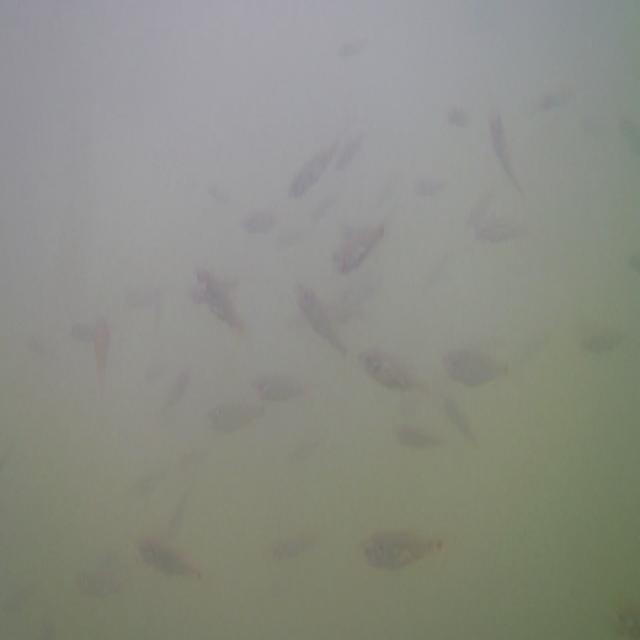 fish 700-800 Object Detection Dataset by mit