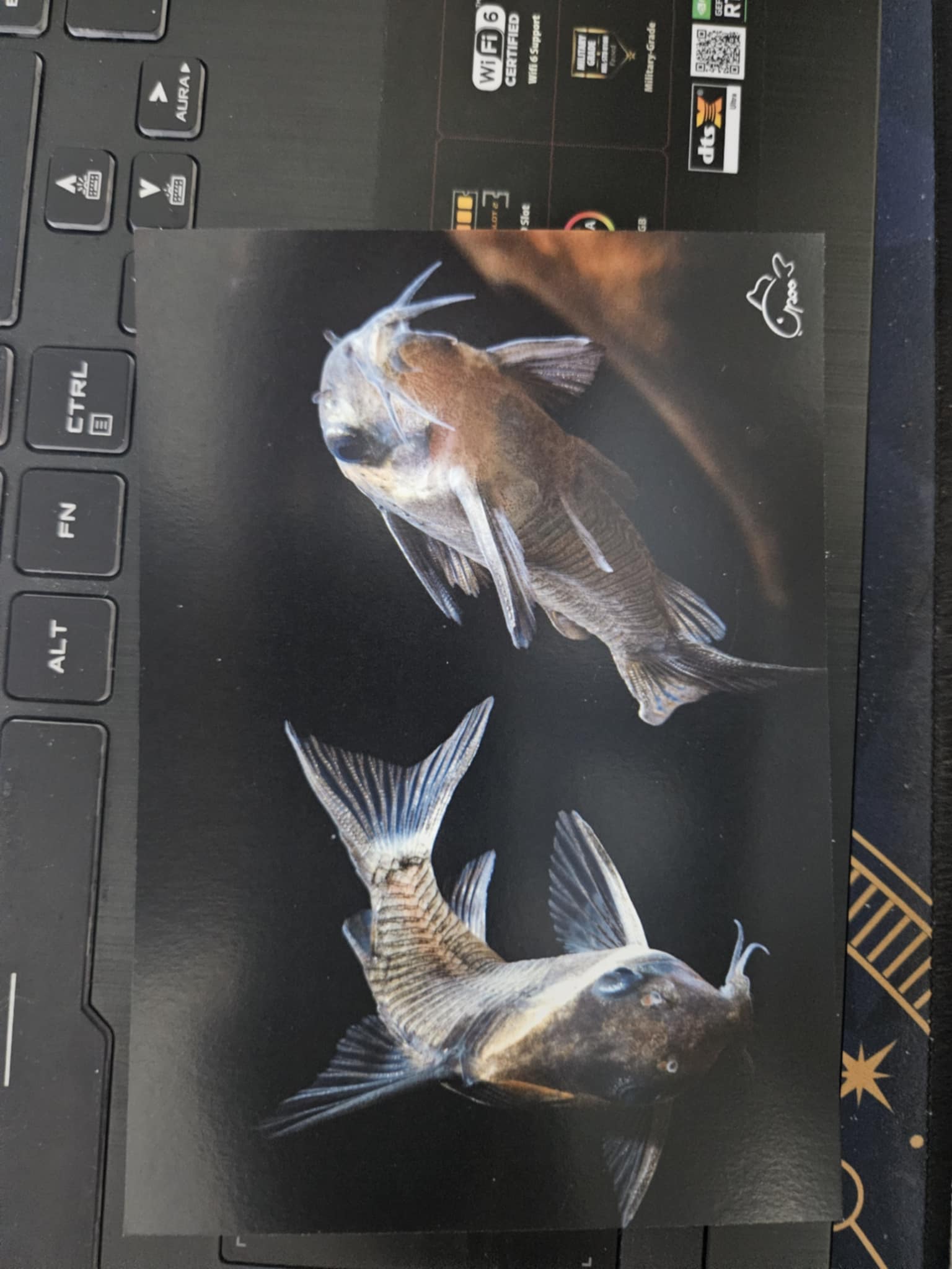 Corydorais Object Detection Dataset And Pre Trained Model By Koala