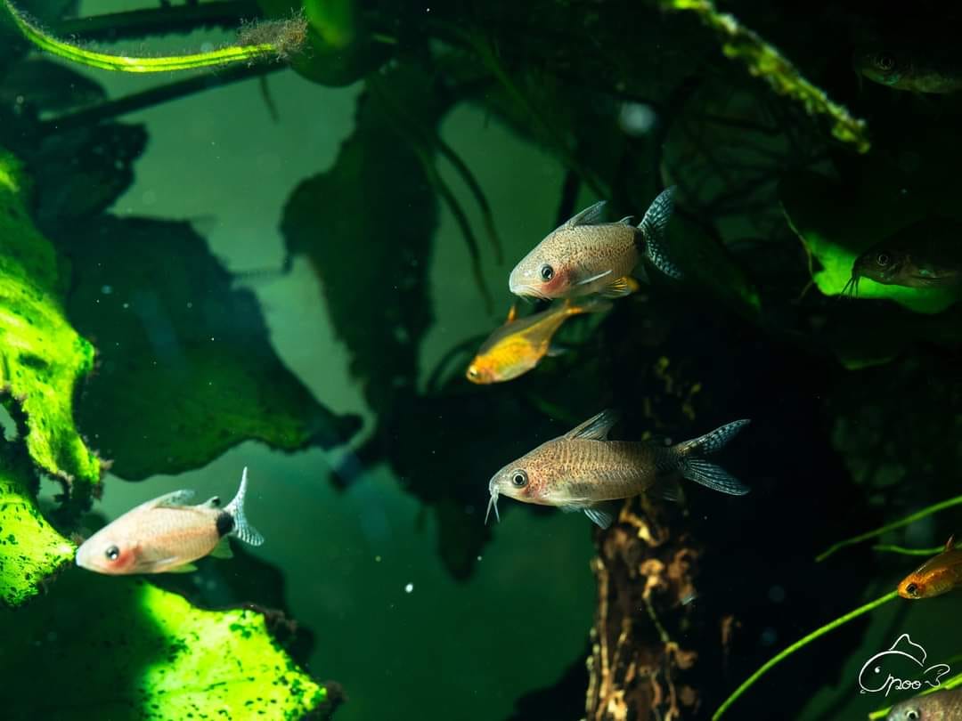 Corydorais1 Object Detection Dataset By Koala