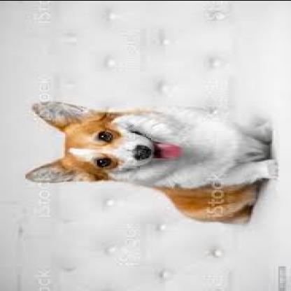 corgi_detecion Object Detection Dataset by xjk