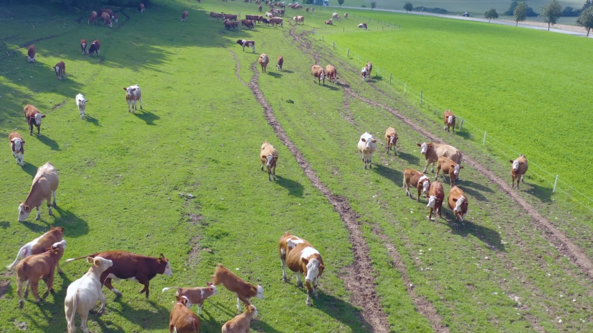 Animal Detect 2 Object Detection Dataset and Pre-Trained Model by Cow How