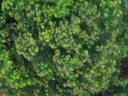 tree_count Object Detection Dataset and Pre-Trained Model by STS1