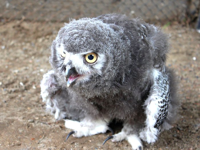 owl detector Object Detection Model by computer vision