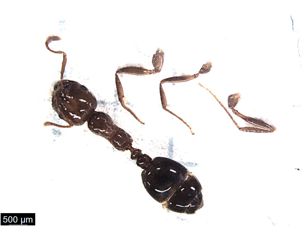 obb-ants Object Detection Dataset by AntLab