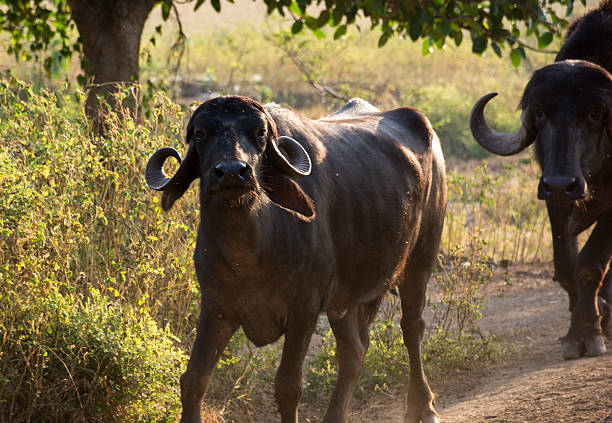 Cattle Object Detection Dataset by Projects