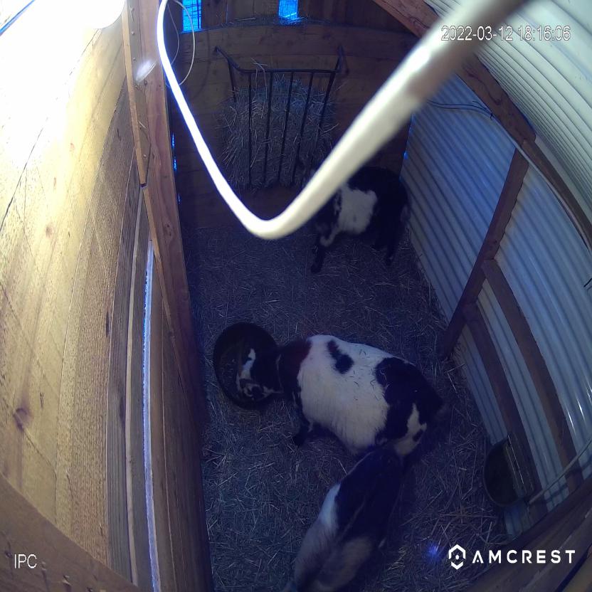 Detect Goat Object Detection Dataset by abhijeety