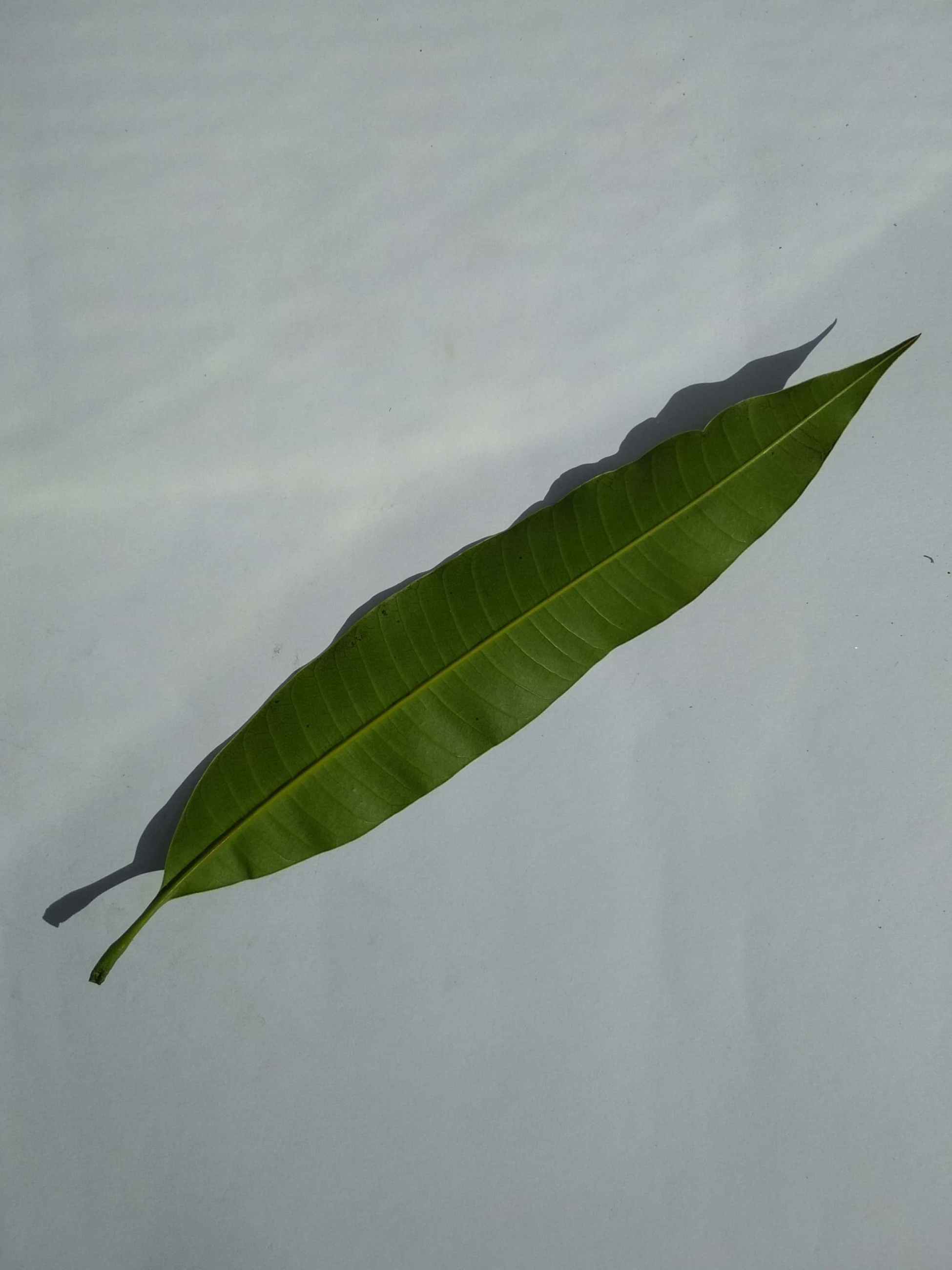 smexy bomber - Roboflow Universe