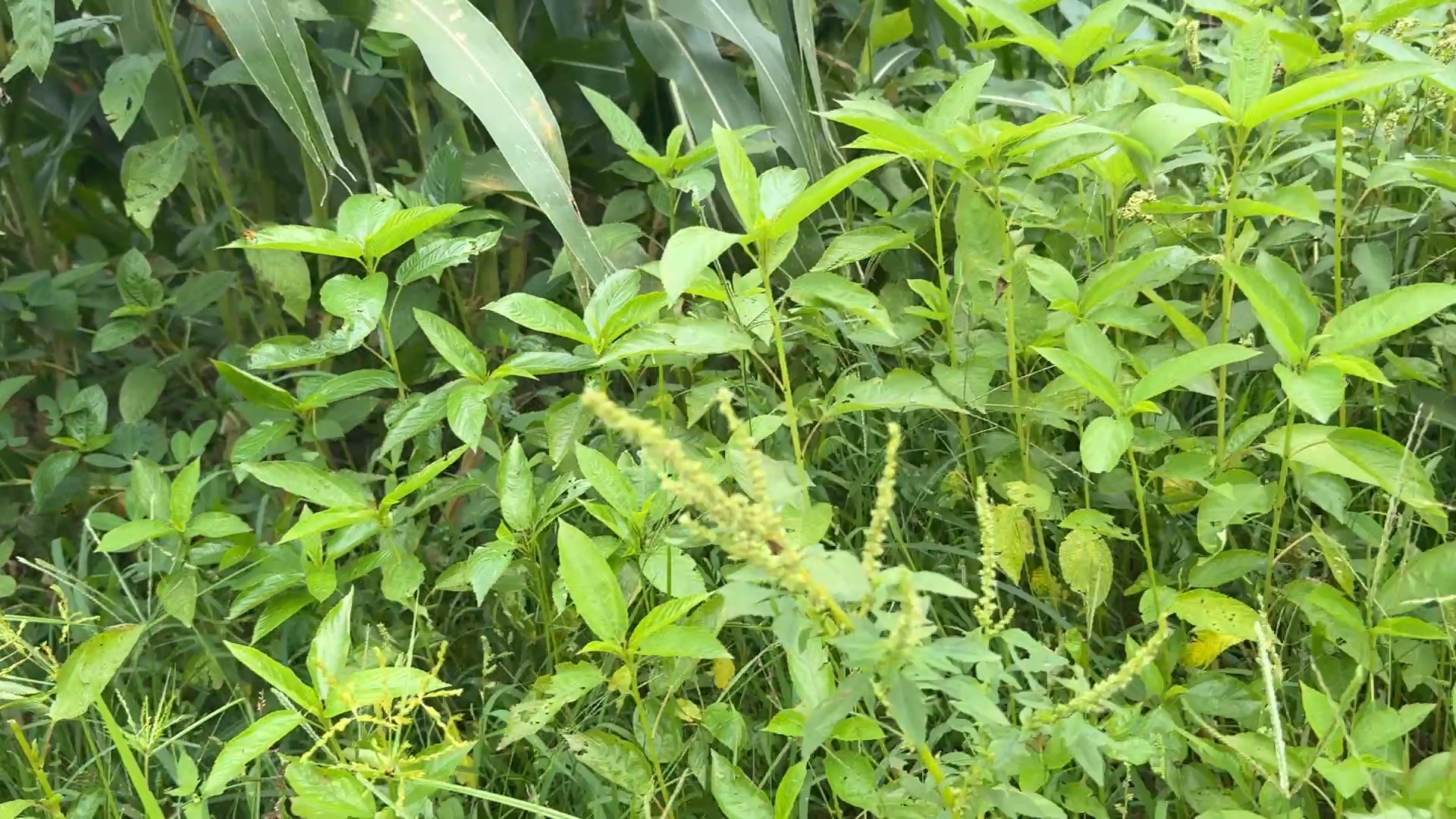 Jute-Weed Segmentation 2 Instance Segmentation Dataset by WeedCrop Segmentation