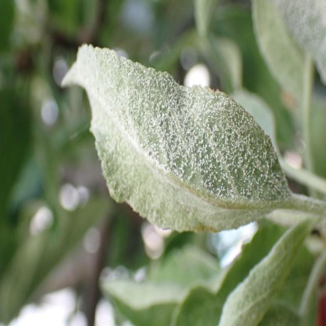 Plant_annotated Object Detection Dataset and Pre-Trained Model by NMIMS