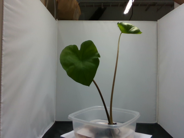 Leaf Instance Segmentation Dataset And Pre Trained Model By Leaf