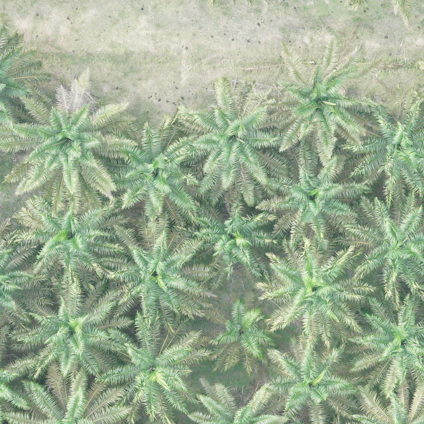 Palm Tree Detection Object Detection Dataset And Pre Trained Model By