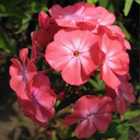 Deep Learning Model of Flower Object Detection Model by Machine ...