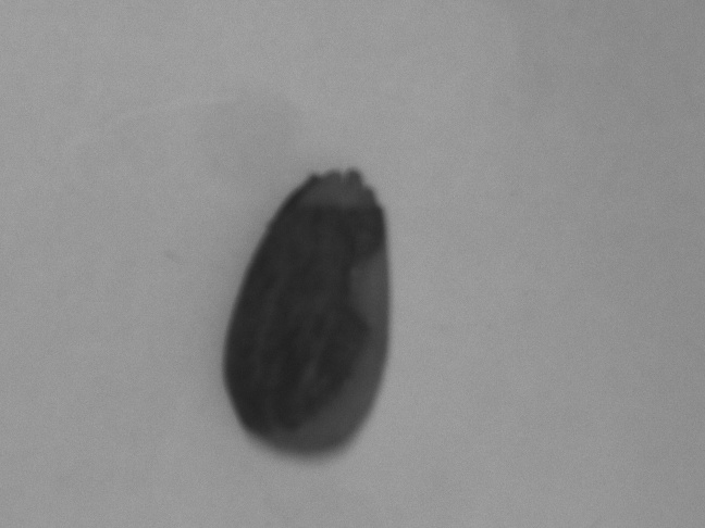 Hanh Nhan Test Object Detection Dataset By Trng Phan