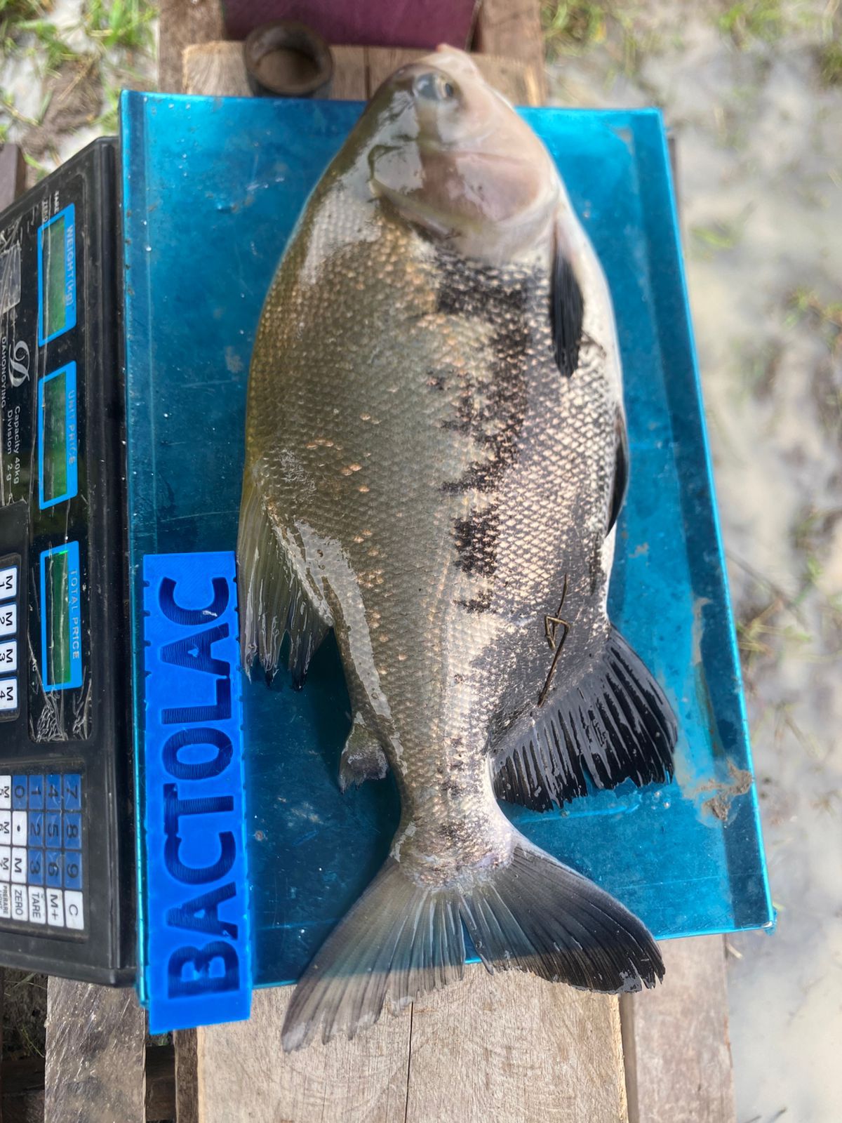 BacVision Instance Segmentation Dataset and Pre-Trained Model by Workspace Pessoal