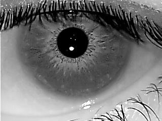 iris_120_set Object Detection Dataset by Oil detection model