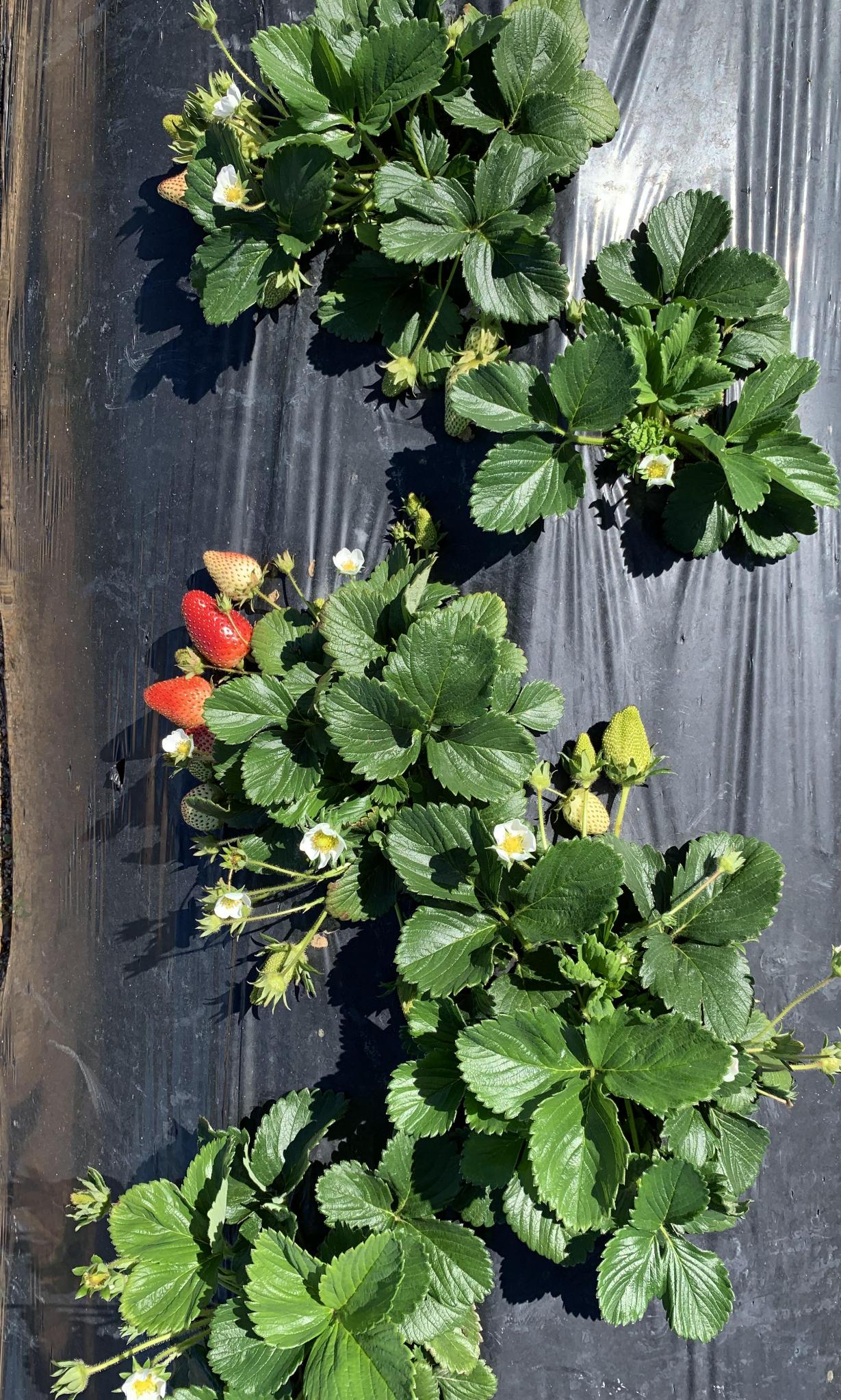 convert_v1.0 Instance Segmentation Dataset by CAUstrawberry