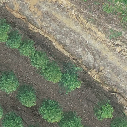 Tree Canopies Object Detection Dataset by Hans