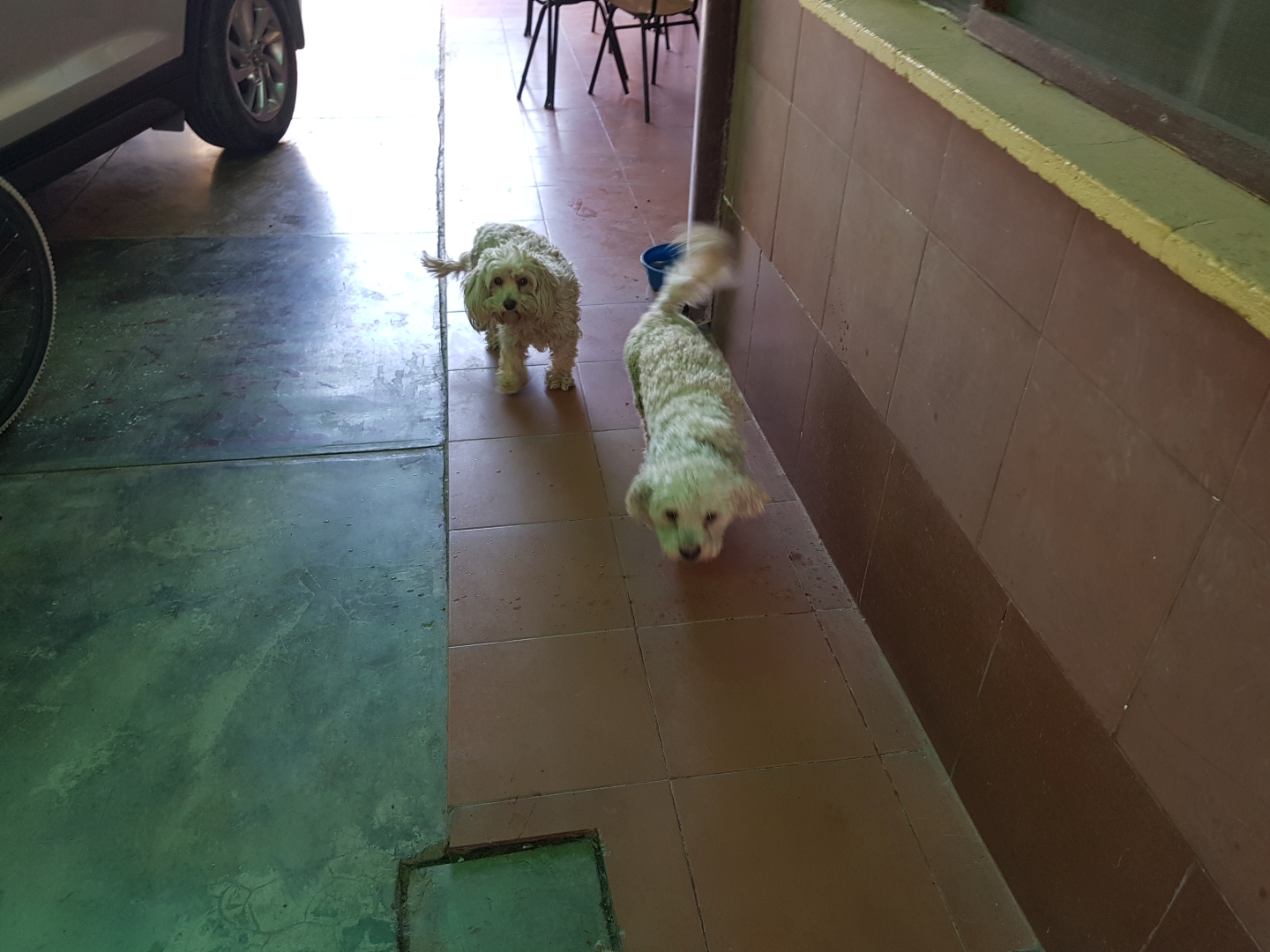 Dog Detection SenseCAP Object Detection Dataset by Dogdetection