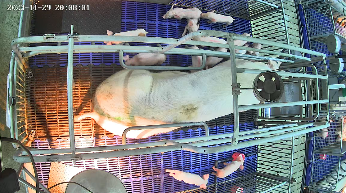 Pig models Object Detection Dataset by jerry0717