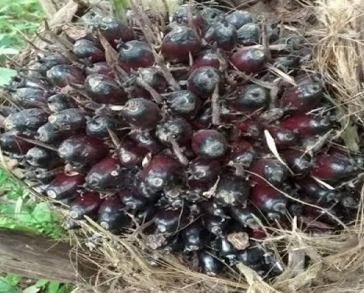 Palm Oil Dataset Palm Oil Dataset N4wy2 Roboflow Universe