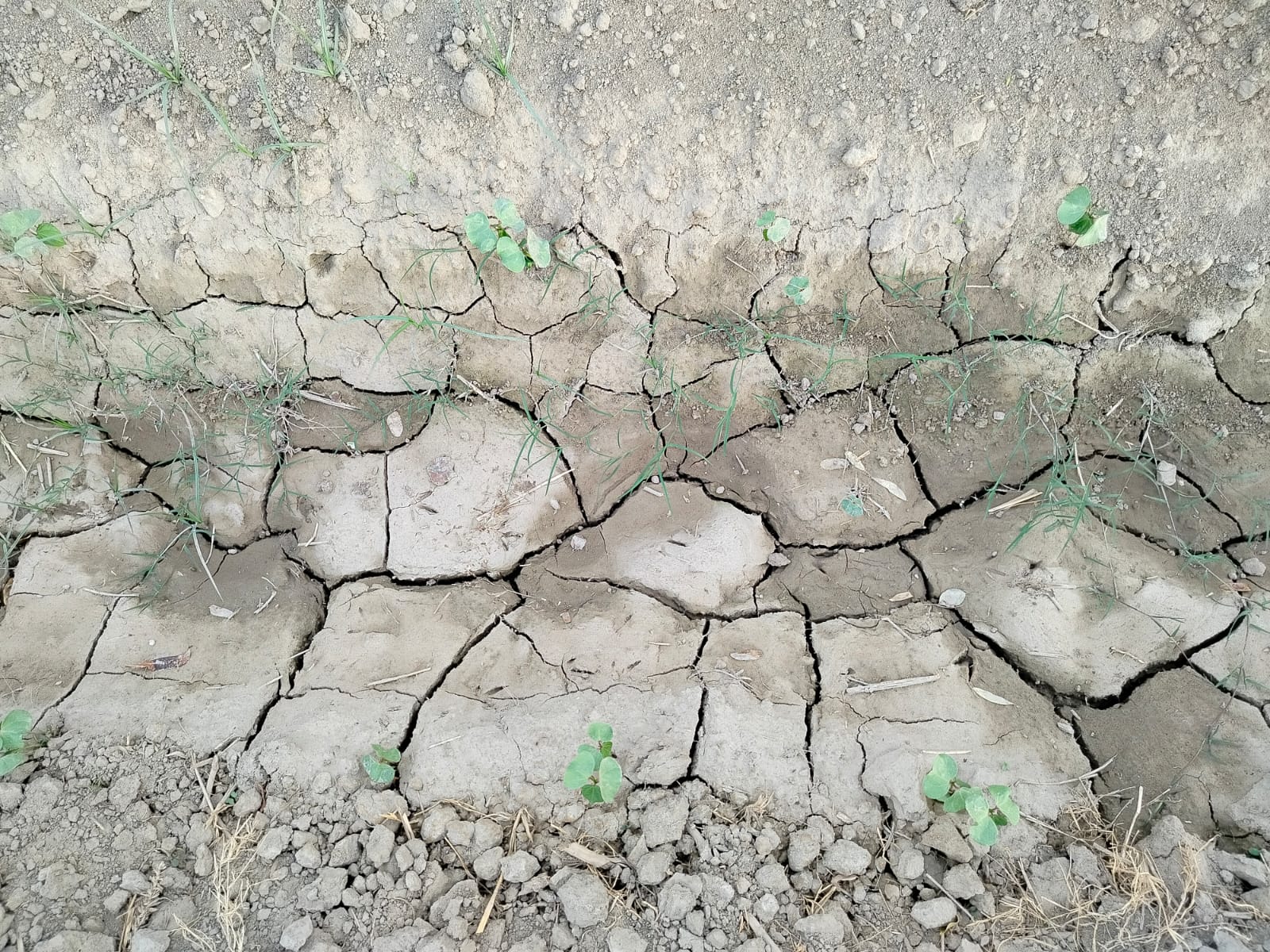 irtiza - Roboflow Universe