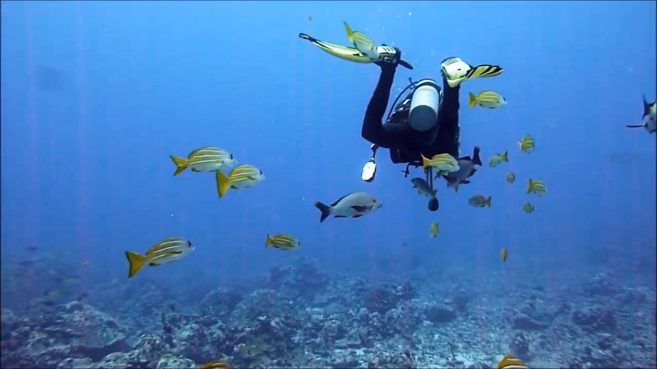Diver Detection Object Detection Dataset And Pre Trained Model By Project 1