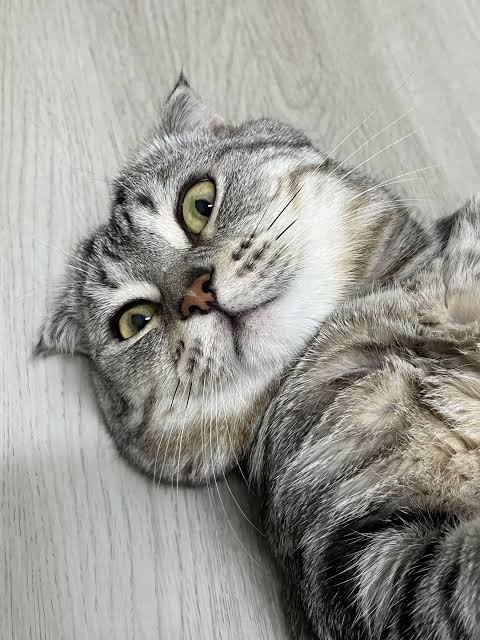 Cat de Classification Model by Cat