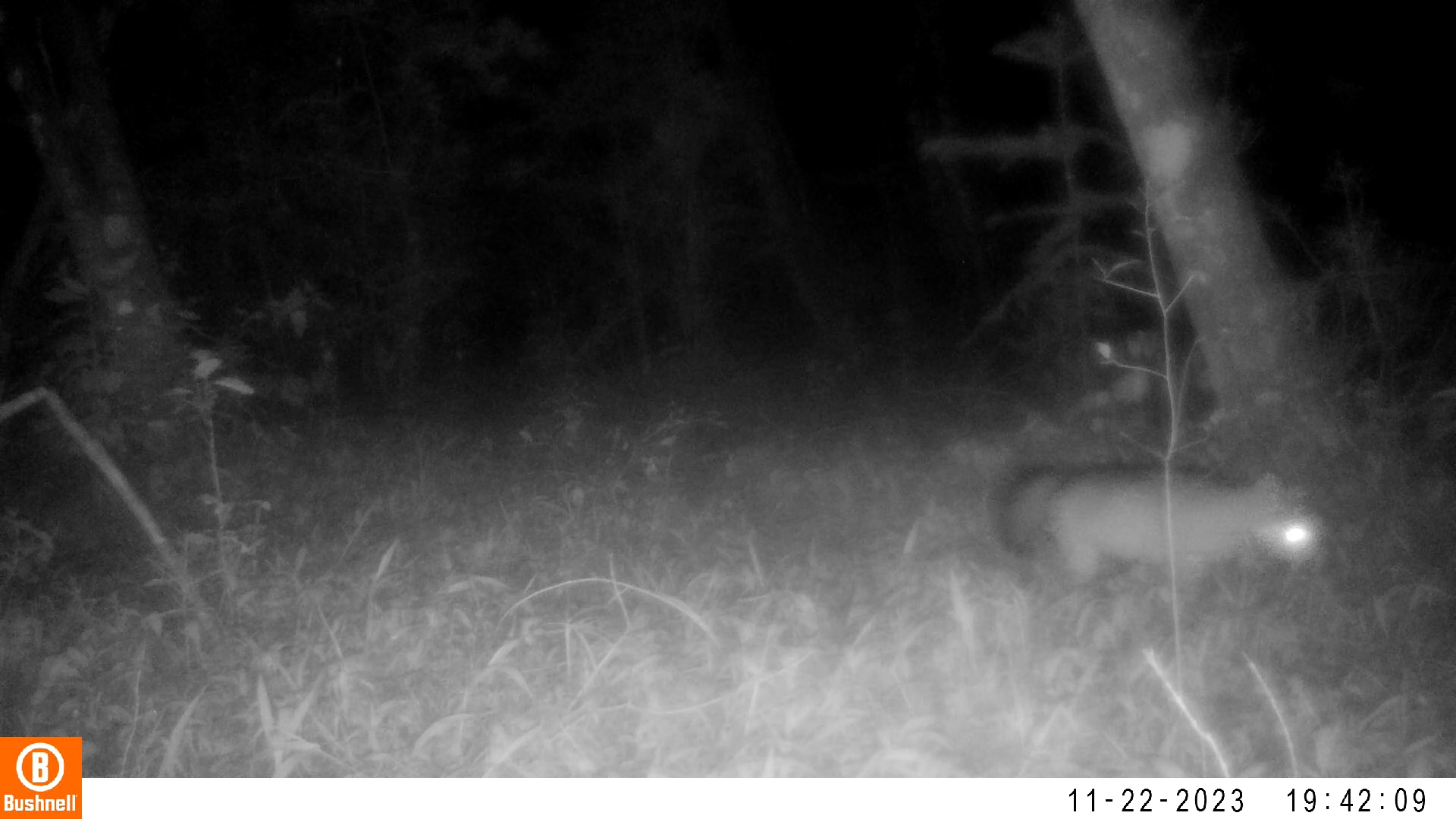 animals Object Detection Dataset by Misha