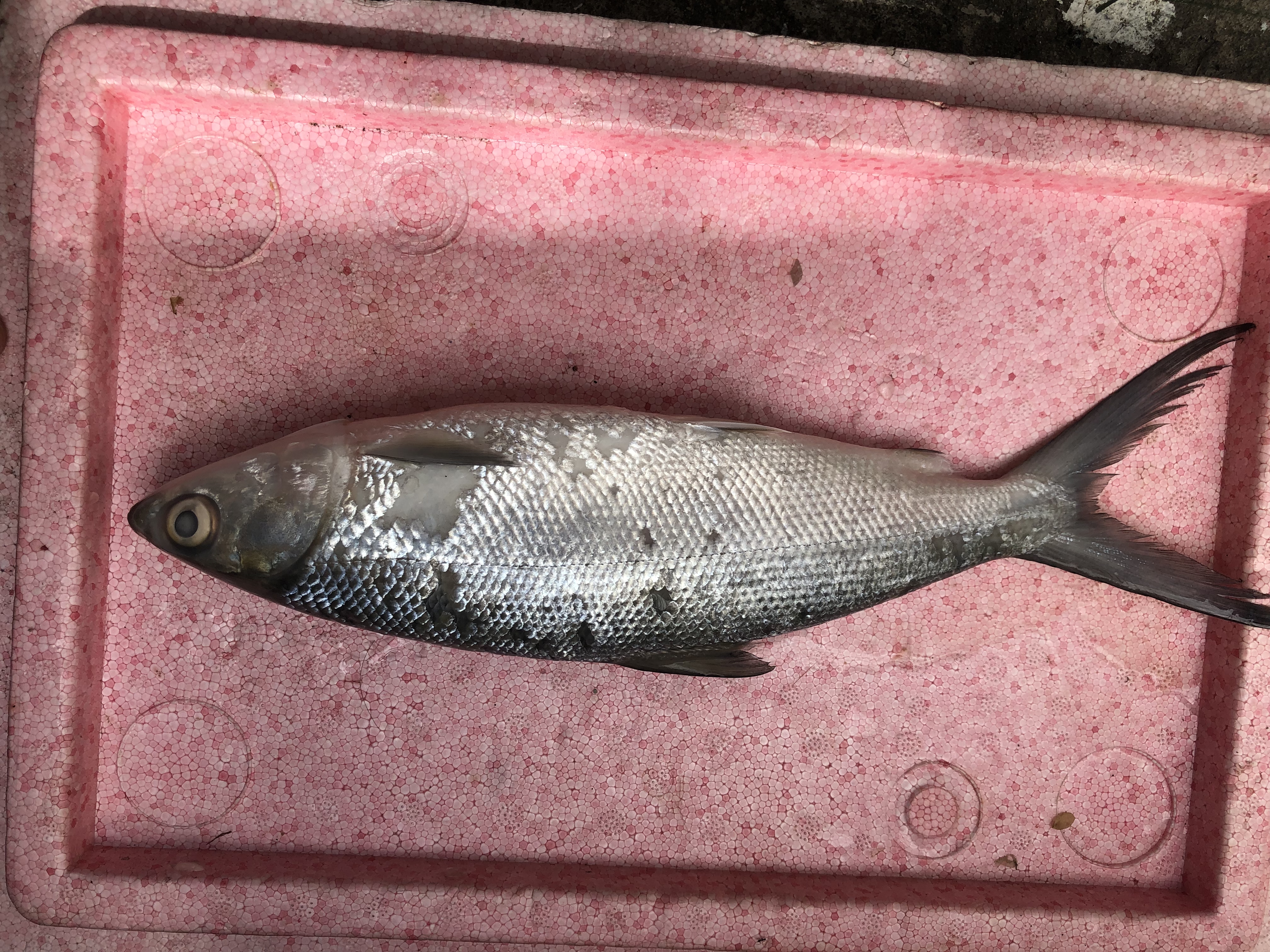 Fish Freshness 6 Object Detection Dataset and Pre-Trained Model by ...