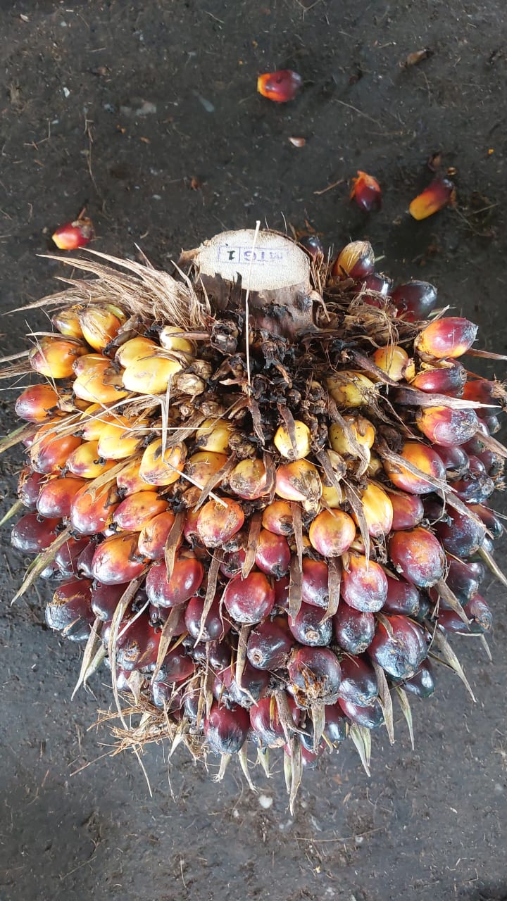 tbs Object Detection Dataset by Norita Dwi Anggari Aruan