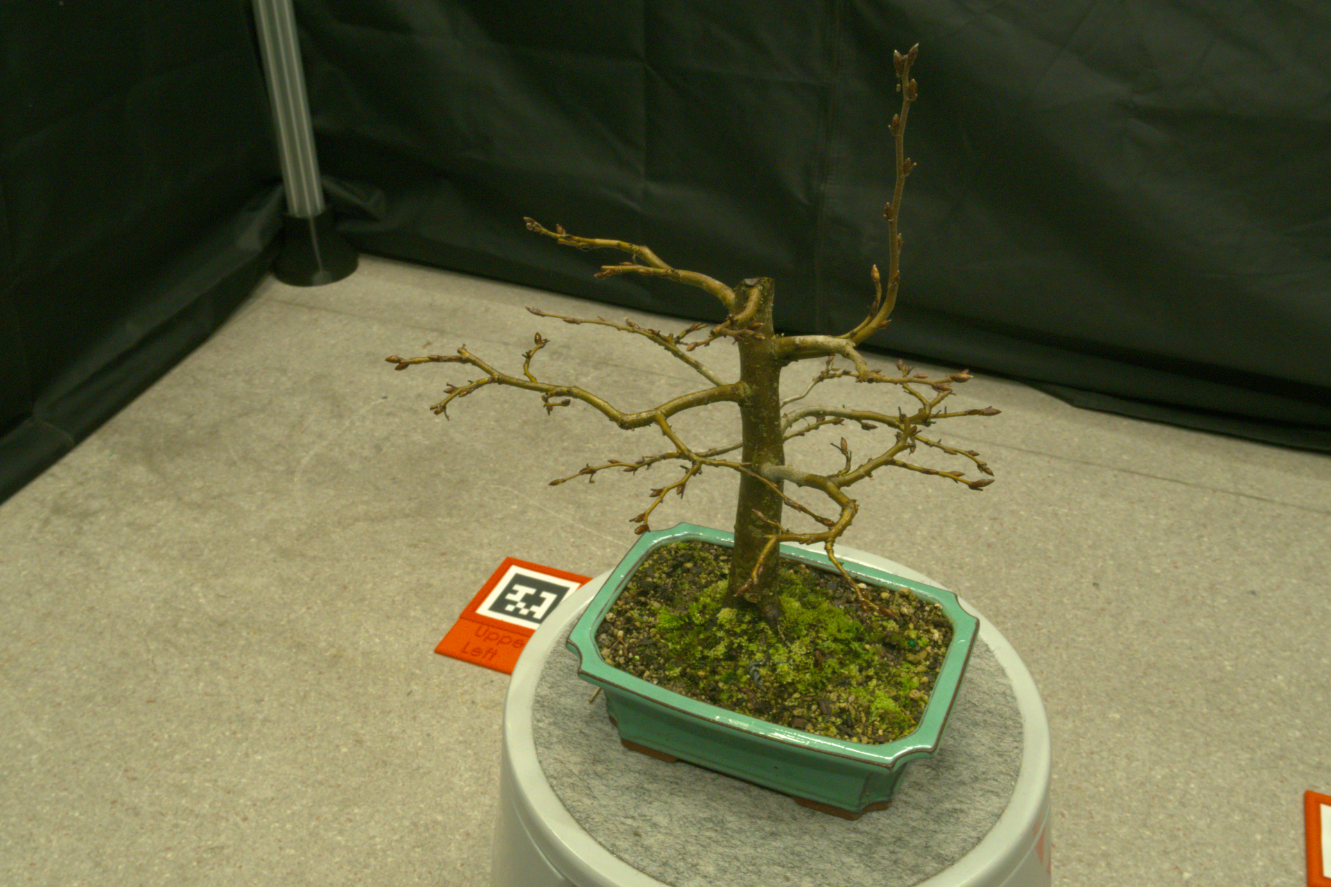 small plant bud labelling Object Detection Model by Bud Detection